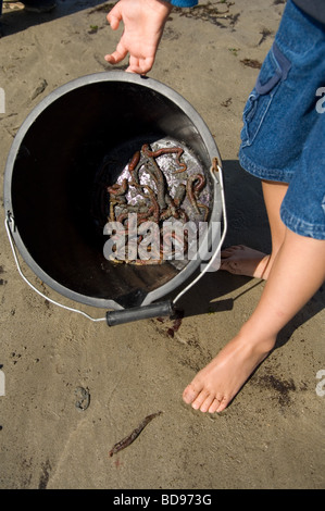 Fresh Lugworms dug from the beach at low tide Stock Photo - Alamy