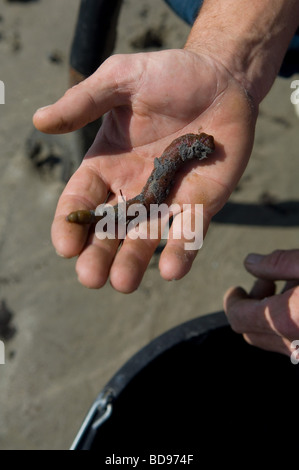 Fresh Lugworms dug from the beach at low tide Stock Photo - Alamy