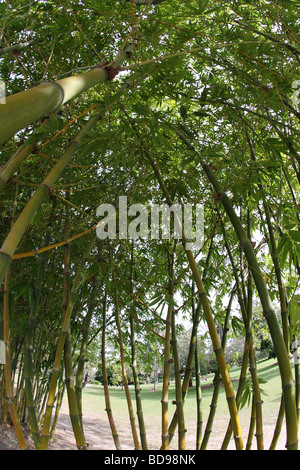 Bamboo Tree Grove at The Botanical Gardens, Golden Gate Park, San ...