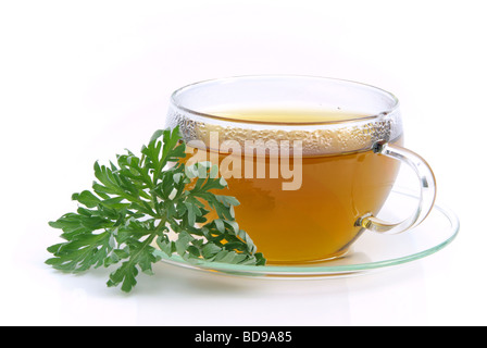 Wermut wormwood 03 Stock Photo - Alamy