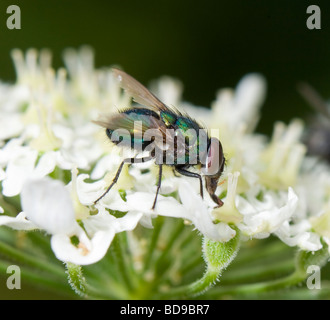 Macro of a Greenbottle Fly (Lucilia caesar) on pink flowers Stock Photo ...