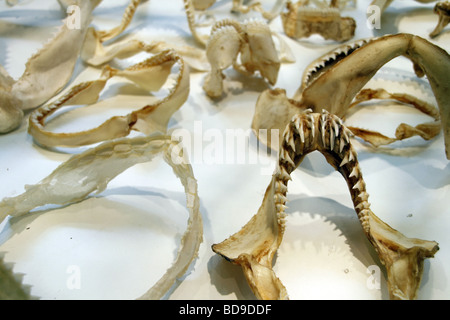 selection of fish jaws bones with sharp teeth Stock Photo - Alamy
