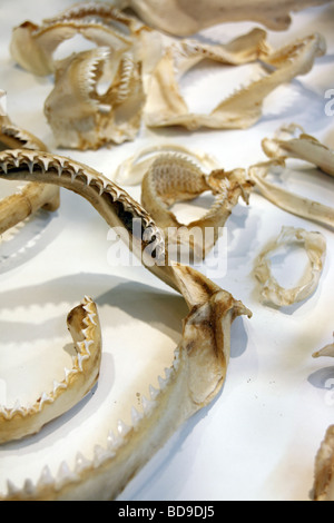 selection of fish jaws bones with sharp teeth Stock Photo - Alamy