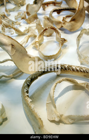 selection of fish jaws bones with sharp teeth Stock Photo - Alamy