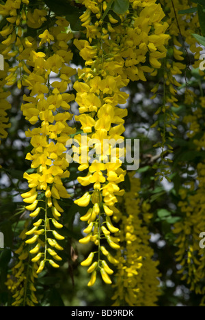 Yellow flowering Laburnum tree London Stock Photo - Alamy