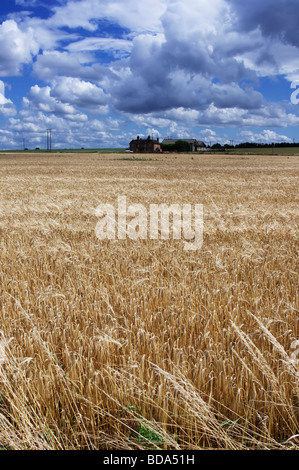 crops field house in distance Stock Photo - Alamy