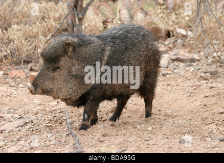 Mexican Collared peccary (Pecari tajacu) mother with a youngster ...