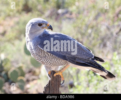 A Grey Hawk (Buteo nitidus) standing on a tree stump Stock Photo - Alamy