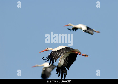 White Storks - In flight migrating in the heat Stock Photo - Alamy