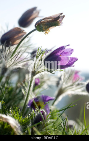 A pasque flower pasqueflower Pulsatilla halleri Stock Photo - Alamy