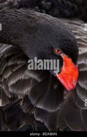 black swan (Cygnus atratus), sleeping on the nest, Germany, North Rhine ...