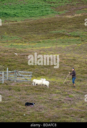 Highland shepherd working his Border Collie Dog at Scottish sheepdog ...