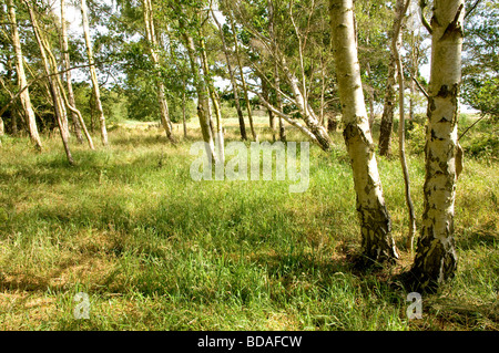 Small copse of Silver Birch trees Stock Photo - Alamy