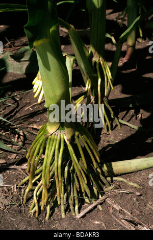 Maize or Corn stem and roots (Zea mays), Poaceae Stock Photo - Alamy
