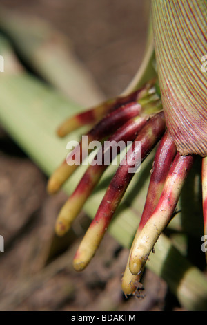 Maize or Corn stem and roots (Zea mays), Poaceae Stock Photo - Alamy