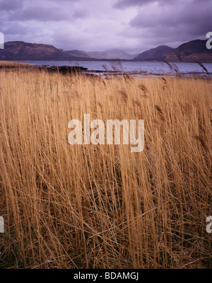 View of the shore of Loch Ba, isle of Mull, Scotland Stock Photo - Alamy