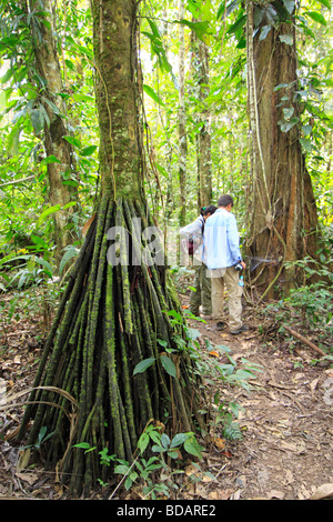 walking palm tree, Tambopata National Reserve, Amazon Area, Peru, South ...