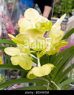 Yellow Vanda Orchid Stock Photo - Alamy