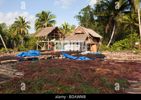 Seaweed drying on rack Stock Photo - Alamy