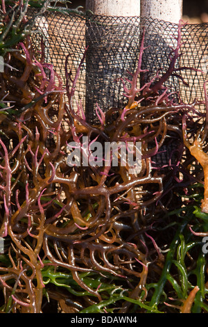 Seaweed drying on rack Stock Photo - Alamy