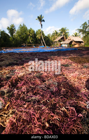 Seaweed drying on rack Stock Photo - Alamy