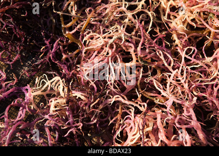 Seaweed drying on rack Stock Photo - Alamy