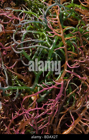 Seaweed drying on rack Stock Photo - Alamy