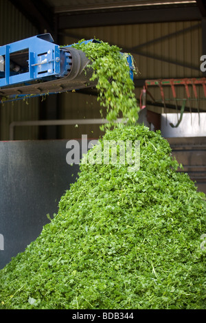 Fresh Parsley going to a dried herb factory Stock Photo - Alamy