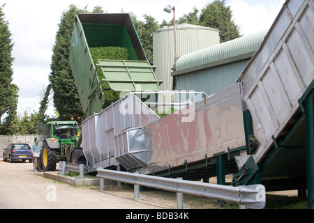 Fresh Parsley going to a dried herb factory Stock Photo - Alamy