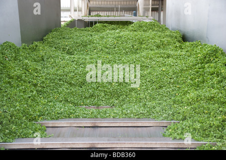 Fresh Parsley going to a dried herb factory Stock Photo - Alamy
