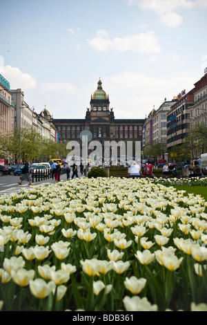 Prague Spring Tulips Stock Photo - Alamy