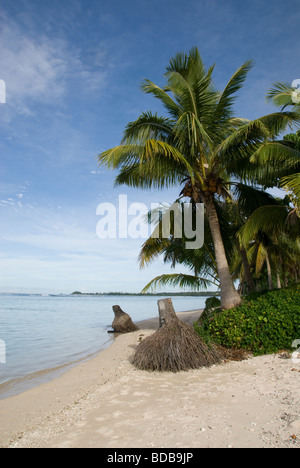 Coconut tree Samoa Stock Photo - Alamy