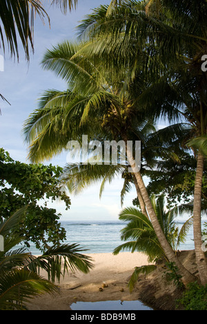 Coconut tree on beach, Manase, Savai'i Island, Western Samoa Stock ...