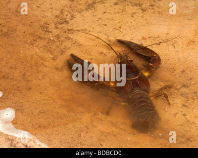 European crayfish, noble crayfish or broad-fingered crayfish (Astacus ...