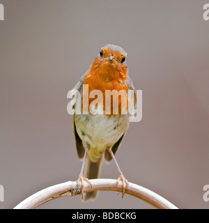 A fledgling Robin, Erithacus rubecula, sits on a bird table. Young ...
