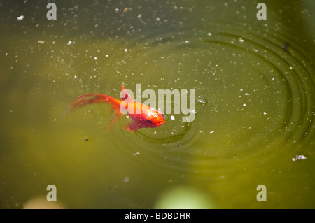 A single Koi fish Stock Photo - Alamy