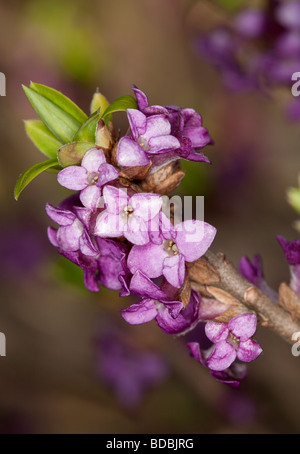 Daphne mezereum flower growing in forest Stock Photo - Alamy