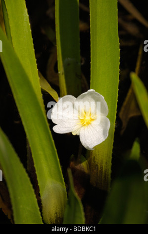 White flower of water soldier aquatic plant Stock Photo - Alamy