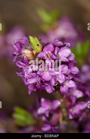 mezereon, February daphne (Daphne mezereum), inflorescence, Germany ...