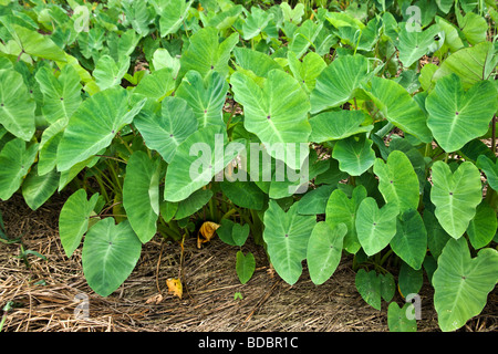 A field of taro plants growing in Thailand Stock Photo: 111681075 - Alamy