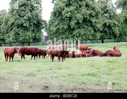 Rare breed, RED RUBY DEVON CATTLE at Kingston Lacy estate, Dorset UK in ...