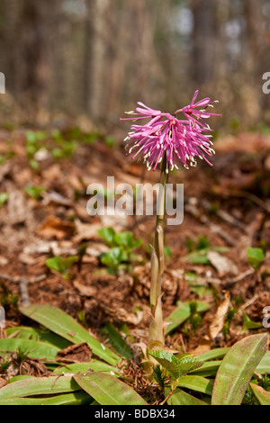 Oriental Swamp Pink (Heloniopsis orientalis) Plantae Stock Photo - Alamy