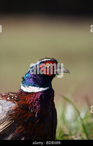 Close up of a Pheasant Rooster, Phasianus colchicus, in beautiful ...