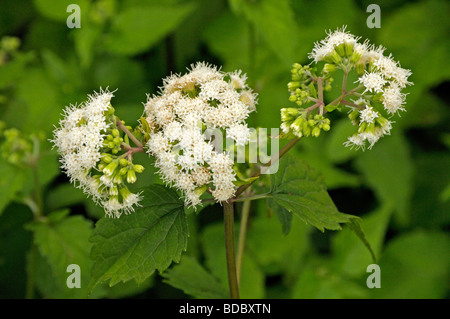White Snakeroot, White Sanicle, Tall Boneset (Ageratina altissima ...