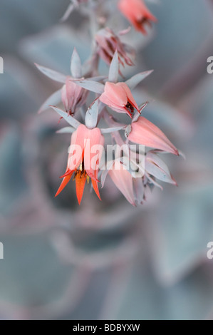 Echeveria Curly Locks drought resistant grey leaved plant in flower ...