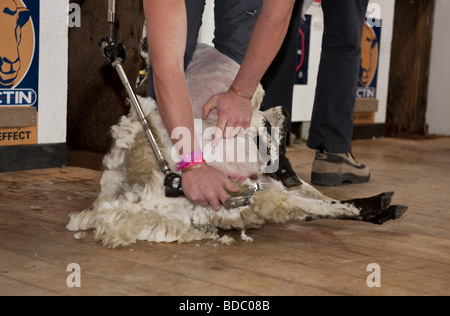 Close up of a young male shearing a sheep of it's wool fleece in a ...