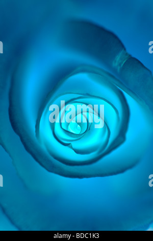 Close-up Invert of Rose Stock Photo - Alamy