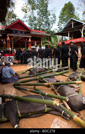 Toraja girl dressed in traditional costume at funeral ceremony in ...