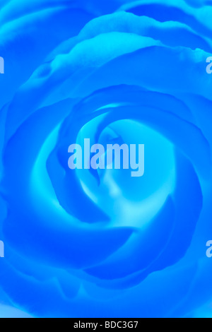 Close-up Invert of Rose Stock Photo - Alamy