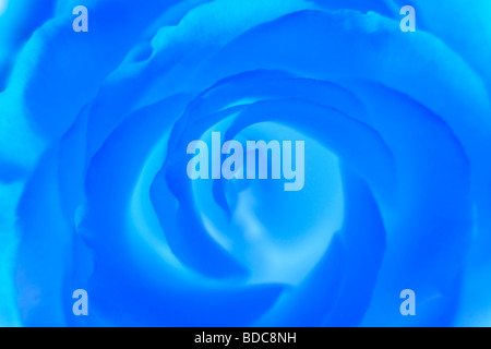 Close-up Invert of Rose Stock Photo - Alamy